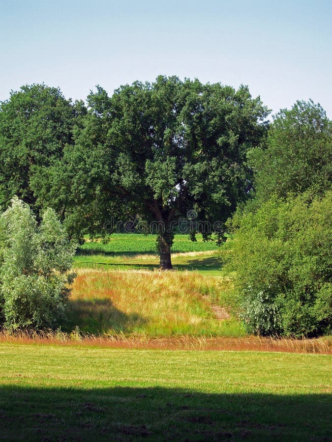 Authentic Beautiful Landscape with Nice Colors and Various Trees Stock ...