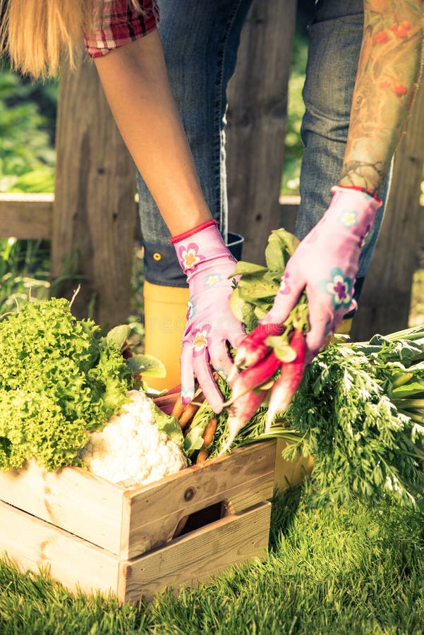 Authentic Casual Gardener Sorting Crop in Crate Box Stock Photo - Image ...