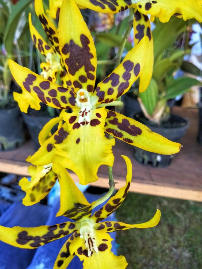 Authentic Character from Orchid Stock Image - Image of lily, proudly ...