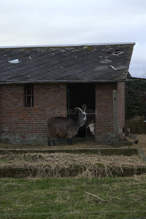 Authentic Farm Life: Goats Resting by a Barn Stock Image - Image of ...