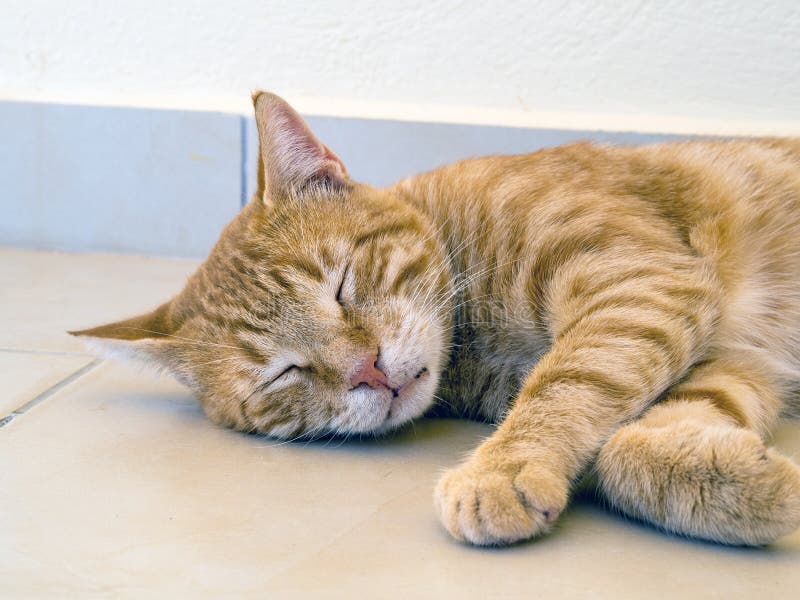 Domesticated Ally Cat Stock Photos - Free & Royalty-Free Stock Photos ...