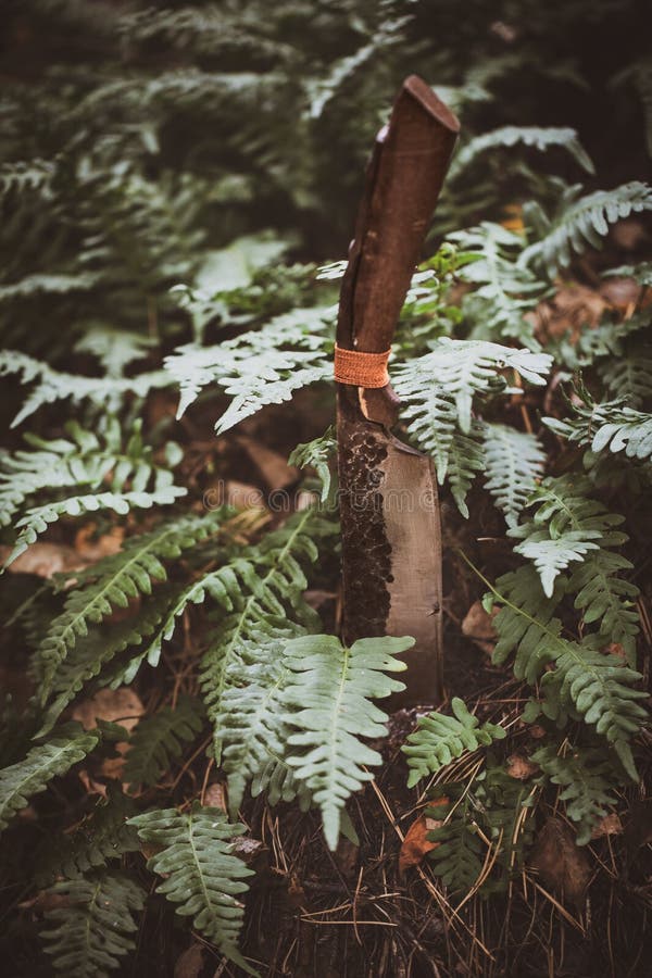 Authentic Handmade Knife Stuck in the Ground, in a Thicket of Ferns ...