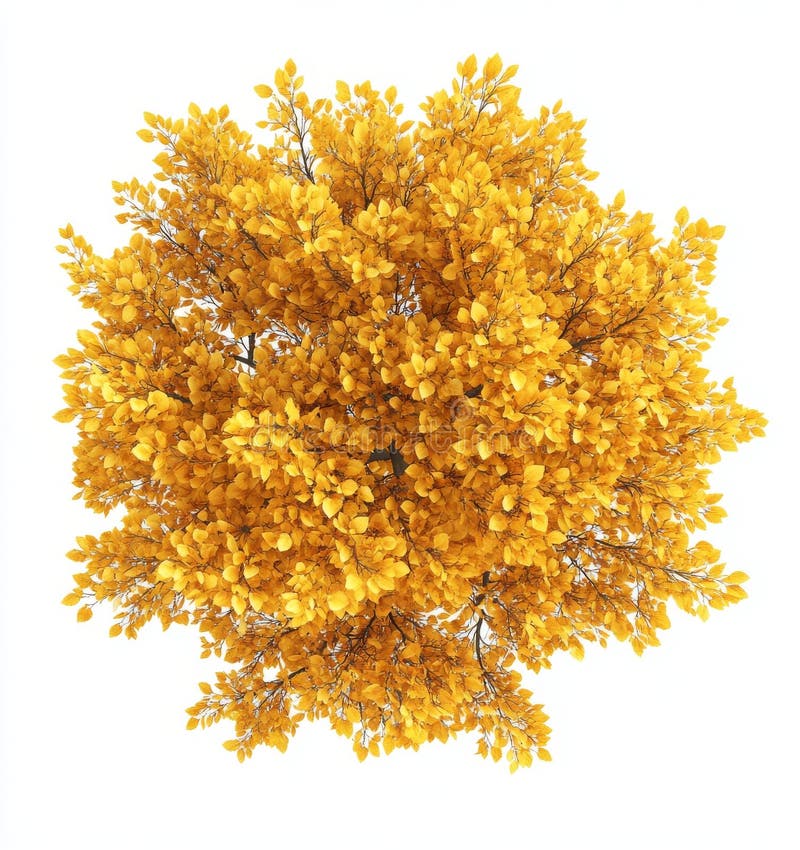 Authentic Photographs of Yellow Birch Tree Foliage and Leaves. Stock ...