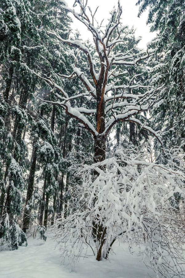 Authentic Tree in the Snow in the Forest Stock Photo - Image of outdoor ...