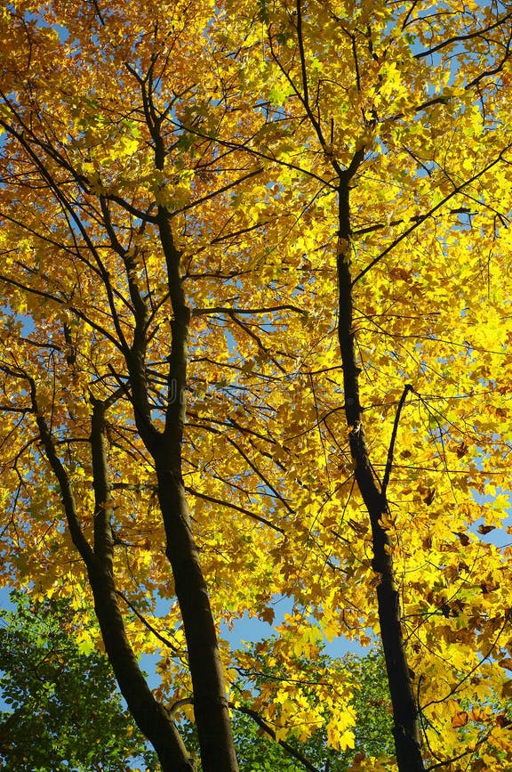 Authumn forest stock photo. Image of nature, tree, november - 6629216