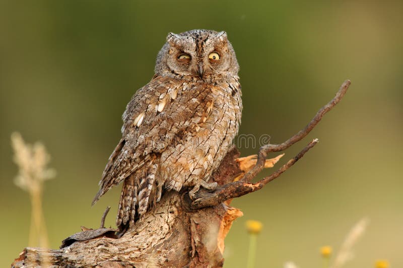Autillo stock photo. Image of black, fields, composition - 174638184