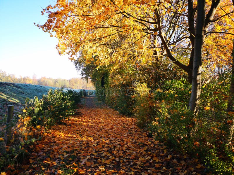 Autm stock image. Image of trees, morning, lonely, autm - 169654629
