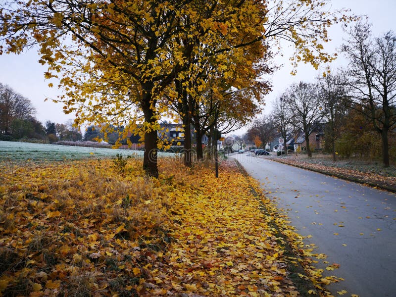 Autm stock image. Image of windy, autm, trees, colour - 169657393