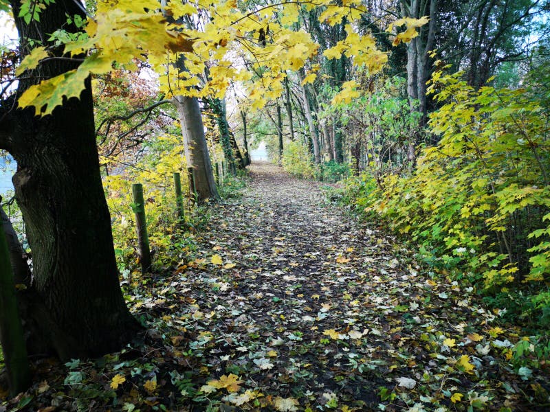 Autm stock image. Image of lonely, nice, autm, woods - 169614521