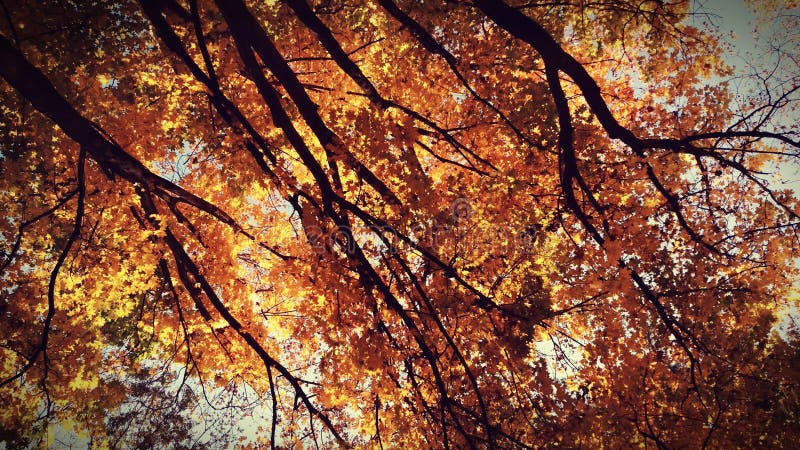 Autmn stockfoto. Bild von nave, blätter, baum, park - 132080510