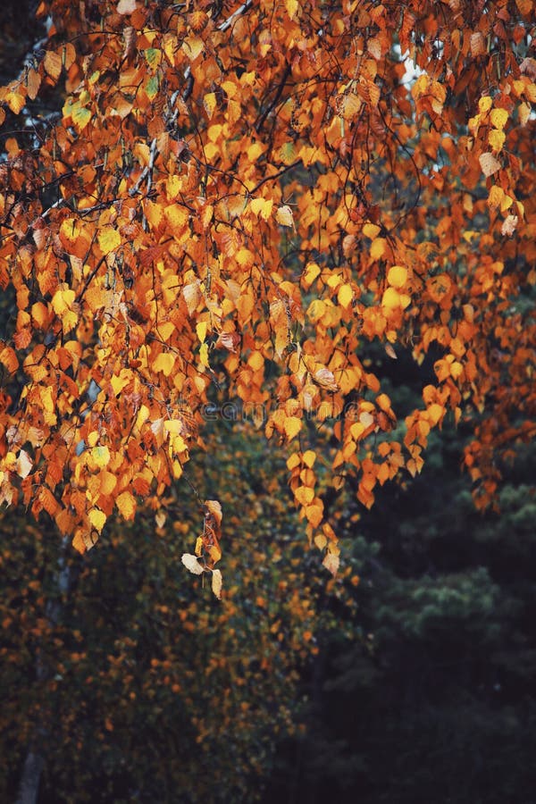 Gold autmn leaves stock photo. Image of seasonal, natural - 15027914