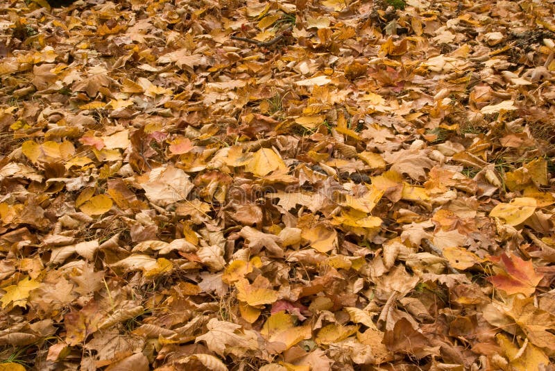 Autmn leaves stock image. Image of beauty, peace, foliage - 7691981