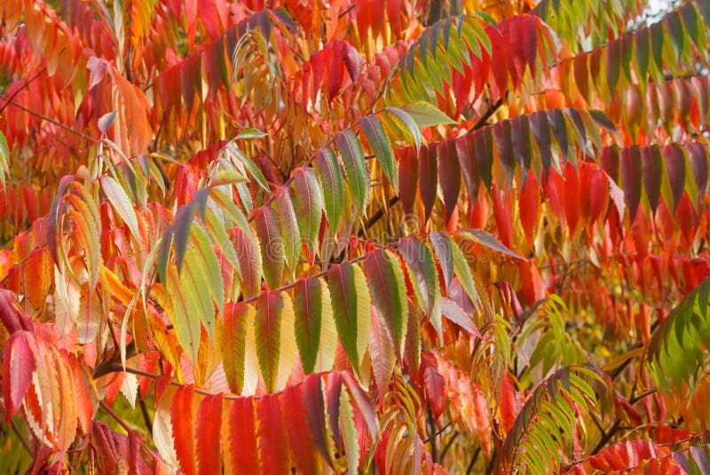 Autmn Leaves stock photo. Image of bright, park, fall - 87989586