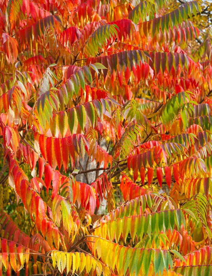 Autmn Leaves stock image. Image of color, season, plant - 87994721