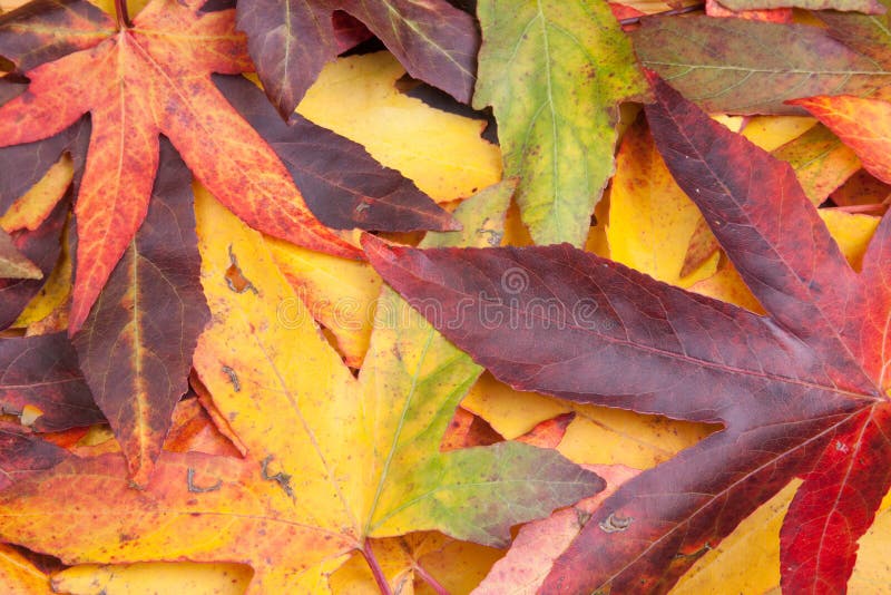 Autmn leaves stock image. Image of environment, autumn - 46180481