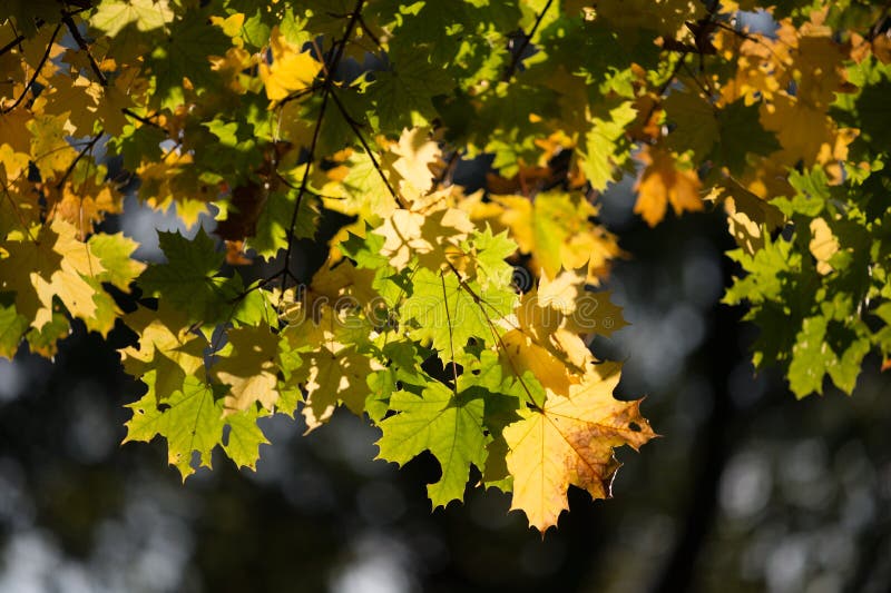 Autmn leaves stock photo. Image of nature, season, autmn - 61518292