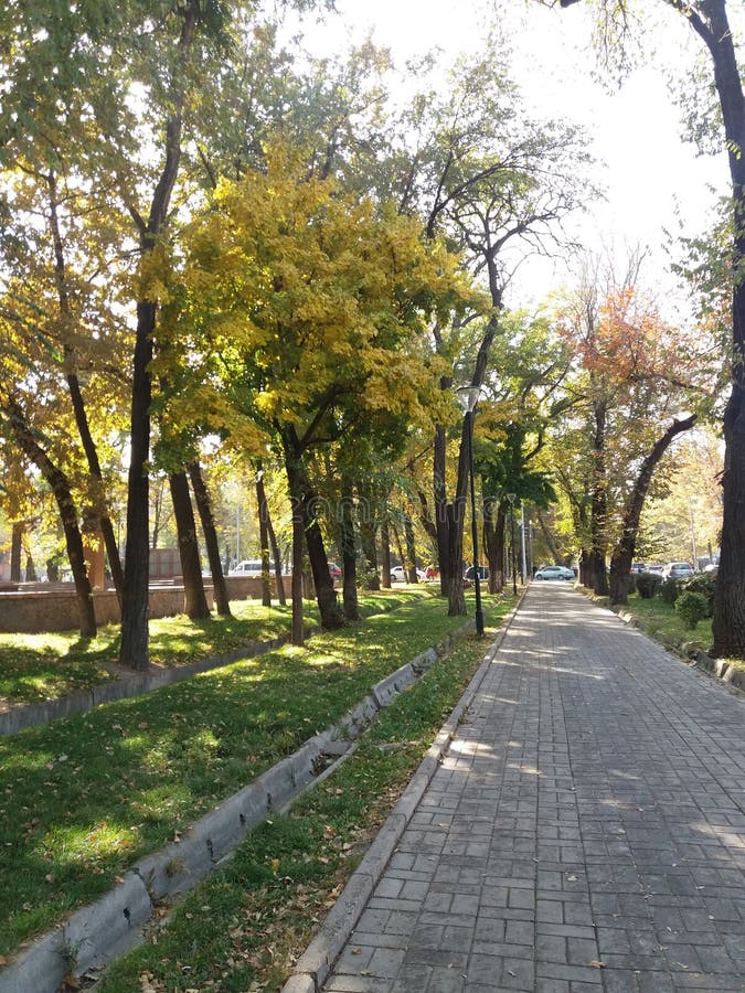 Autmn morning in the woods stock image. Image of nature - 87935223