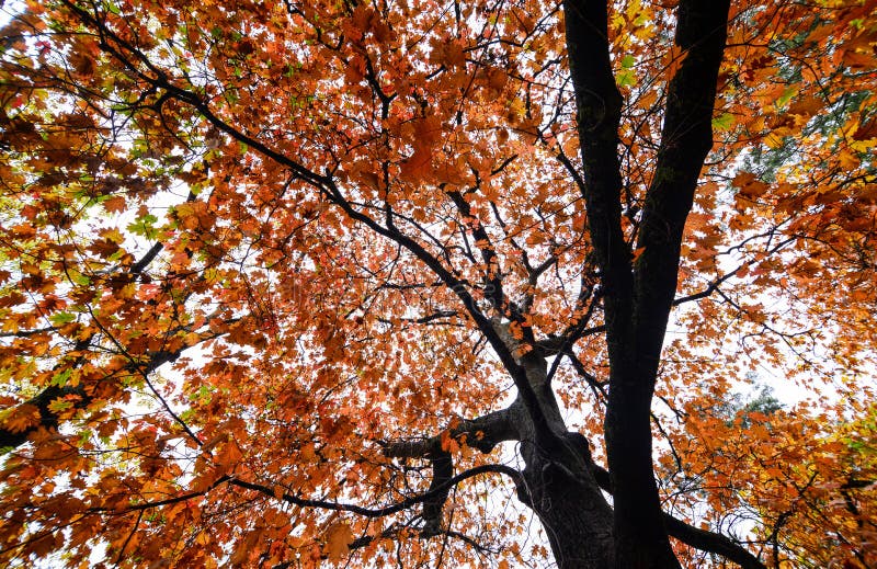 Gold autmn leaves stock photo. Image of seasonal, natural - 15027914