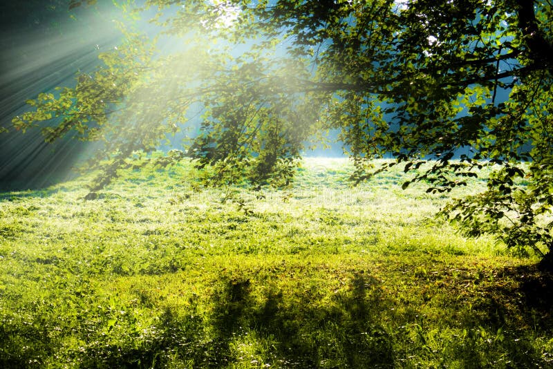 Tree with rays of light stock photo. Image of beams, divinity - 8185860