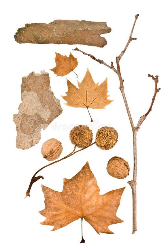 Autmun elements stock image. Image of small, isolated - 3381131