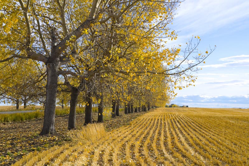 Autmun Scene stock image. Image of alberta, beautiful - 22626003