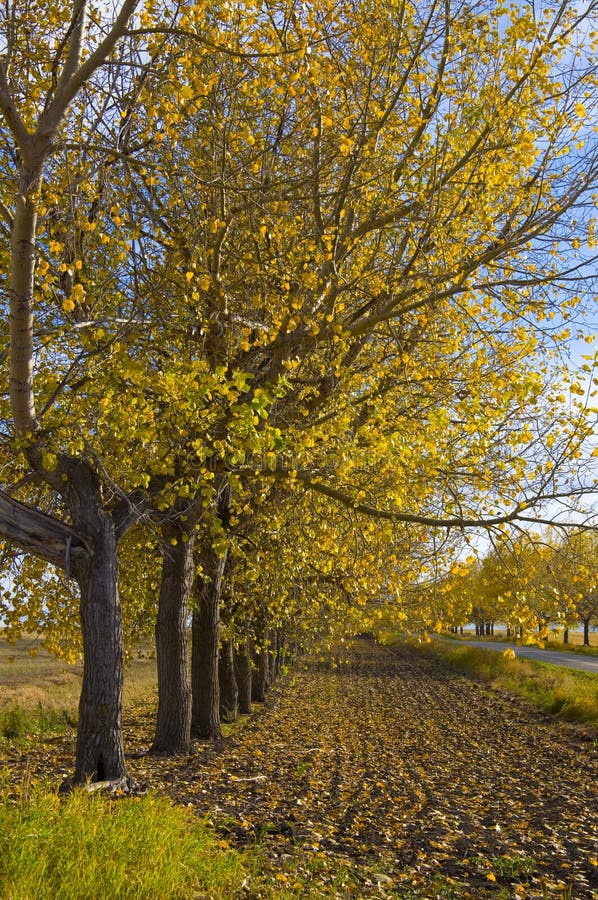 Autmun Scene stock image. Image of empty, leaf, line - 23316741