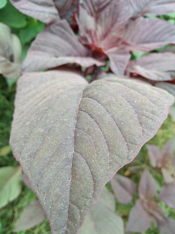 Autochtonous stock photo. Image of autochtonous, leaf - 155771628