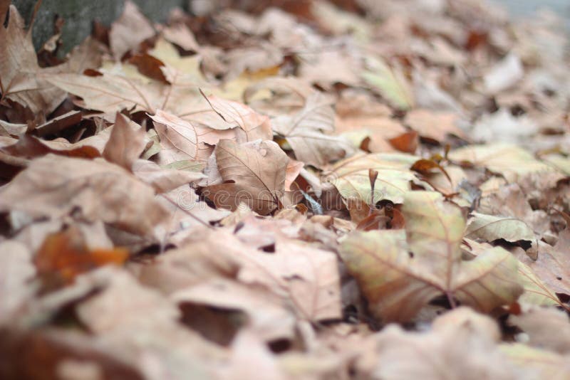 Autom stock image. Image of autumn, leafage, leaf, fall - 80781931
