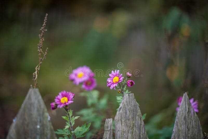 Autom Flower stock photo. Image of flower, mountain, autom - 89688534