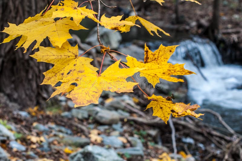 Autom set stock photo. Image of orange, elements, october - 194581776