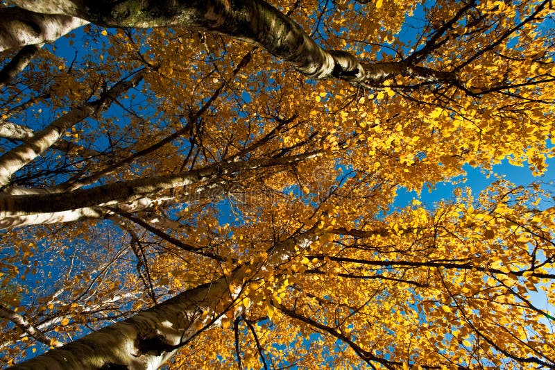 Autom leaves stock photo. Image of calm, park, gold, colour - 11304752