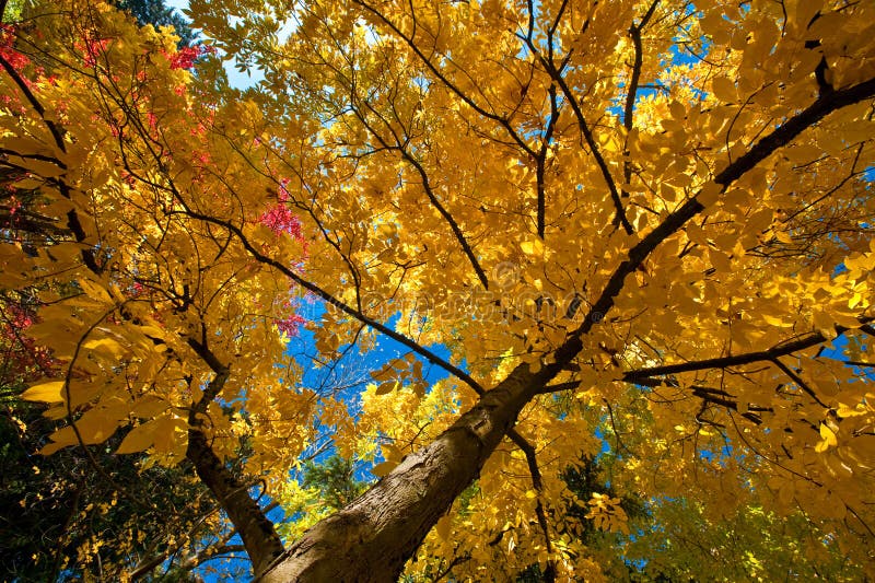 Autom leaves stock photo. Image of flora, forest, picturesque - 11304774