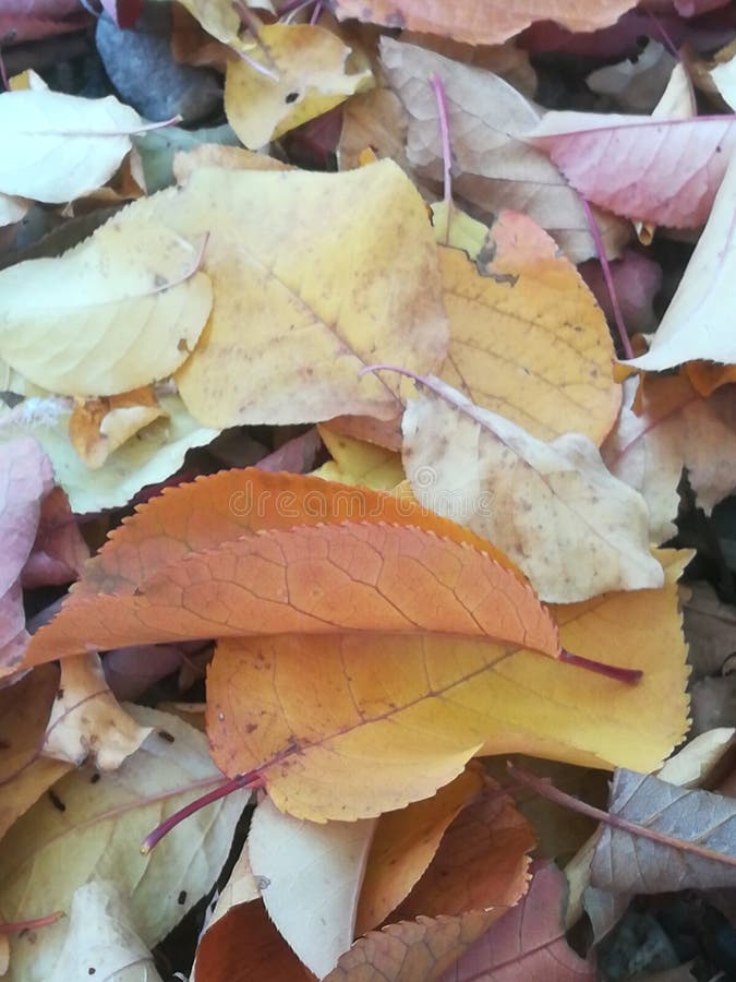 Autom leaves stock photo. Image of flora, forest, picturesque - 11304774