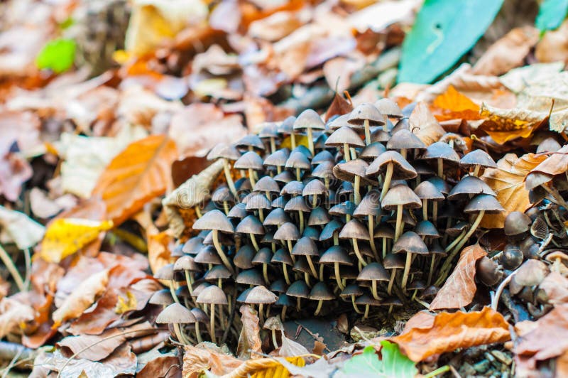 Autom set stock photo. Image of orange, elements, october - 194581776