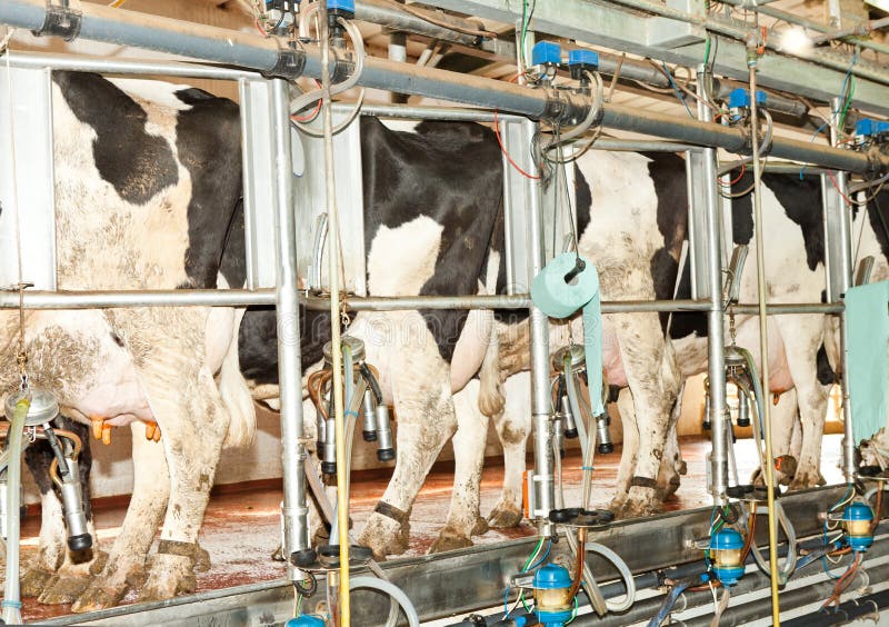 Automated cow milking stock image. Image of black, automatic - 38637599