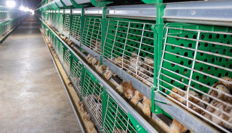 Automated Feeding Chickens in Cage Systems within Close Housing ...