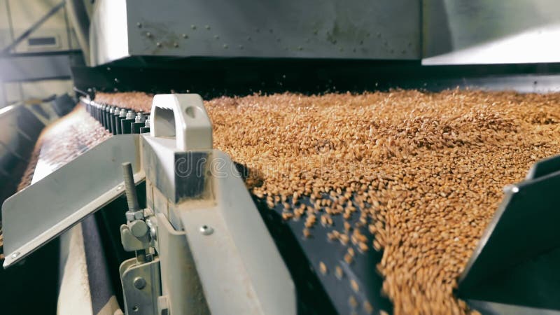 Automated Grain Distribution in Silo, Grains Being Evenly Distributed ...