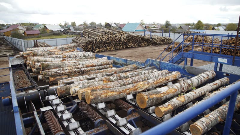 Automated Log Sorting Line. Wheel Loader and Automatic Sorting Logs ...