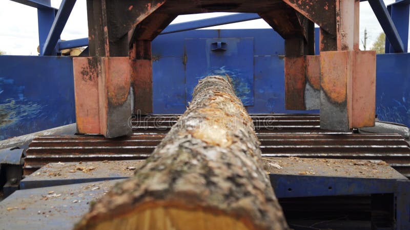 Automated Log Sorting Line. Wheel Loader and Automatic Sorting Logs ...