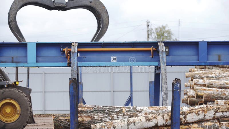 Automated Log Sorting Line. Wheel Loader and Automatic Sorting Logs ...