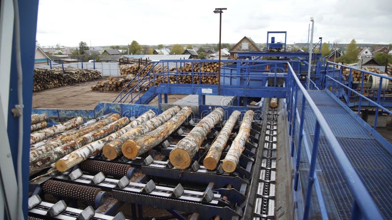 Lumber Industry. Conveyors of Logs in Front of Cutting Machines. the ...