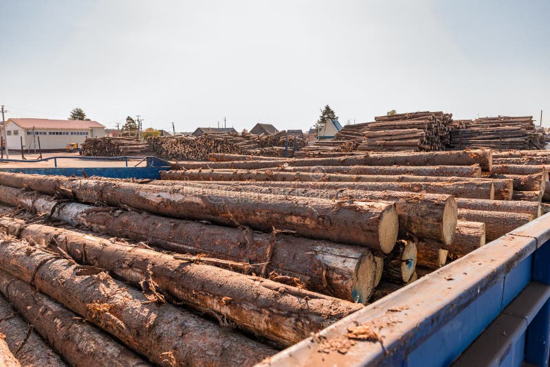 Automated Log Sorting Line. Wooden Beam on Conveyor, Wood Processing at ...