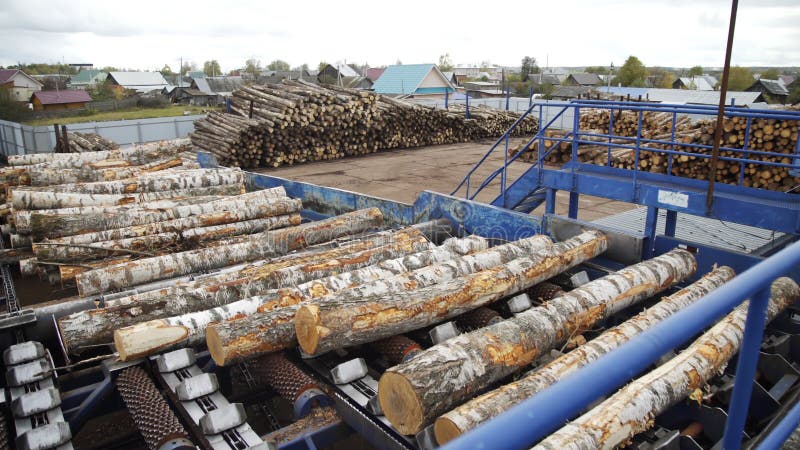 Automated Log Sorting Line. Wheel Loader and Automatic Sorting Logs ...
