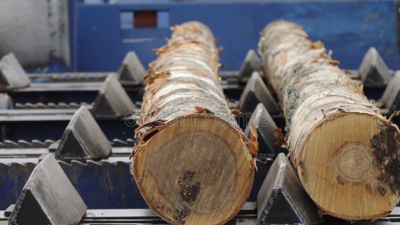 Automated Log Sorting Line. Wheel Loader and Automatic Sorting Logs ...