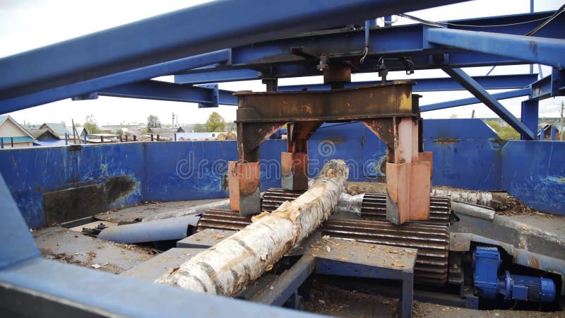 Automated Log Sorting Line. Wheel Loader and Automatic Sorting Logs ...