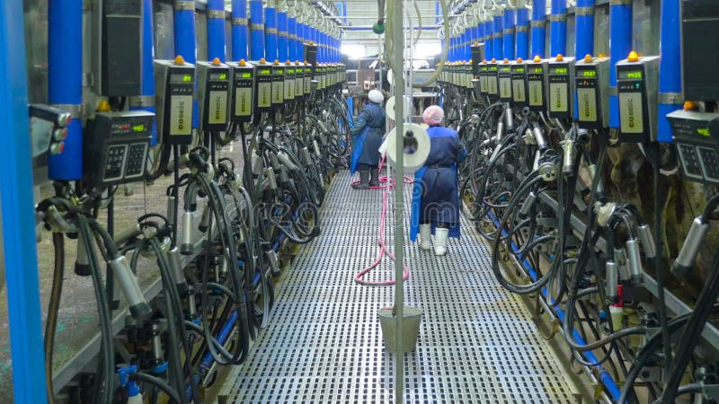 Automated Milking of Cows on a Farm. the Process of Milking Cows on a ...