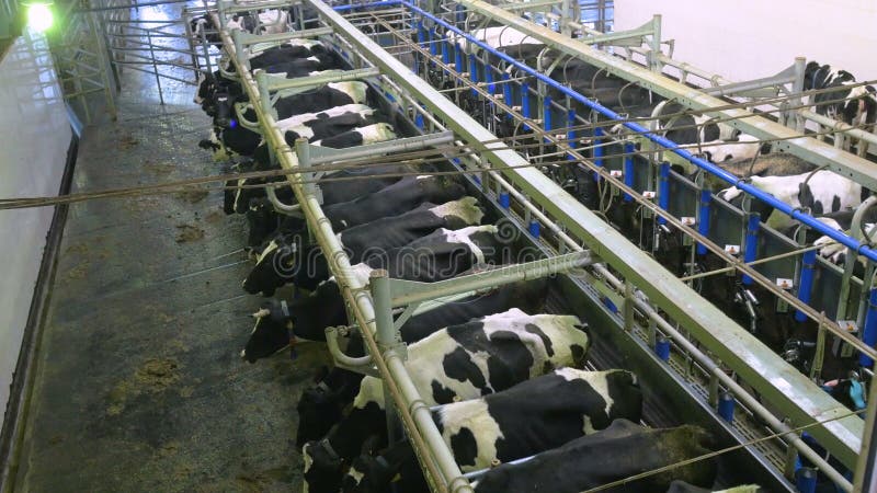 Automated Milking of Cows on a Farm. the Process of Milking Cows on a ...