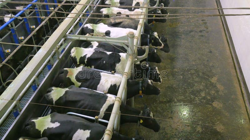 Automated Milking of Cows on a Farm. the Process of Milking Cows on a ...