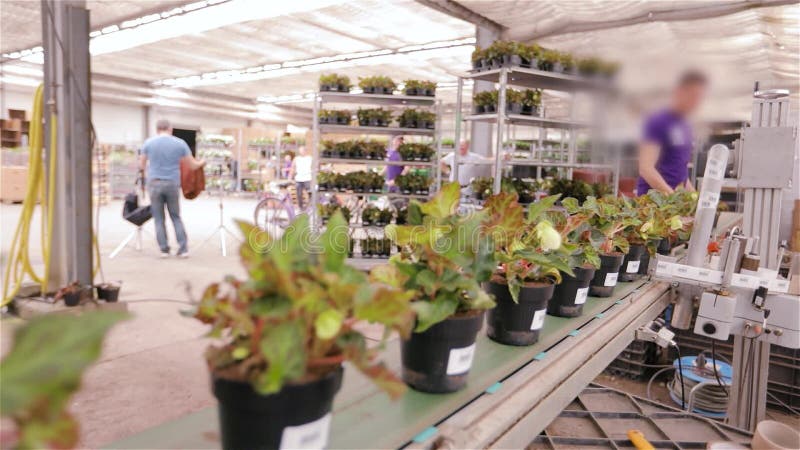 Automated Process of Sticking Barcodes To Pots of Flowers in a Modern ...