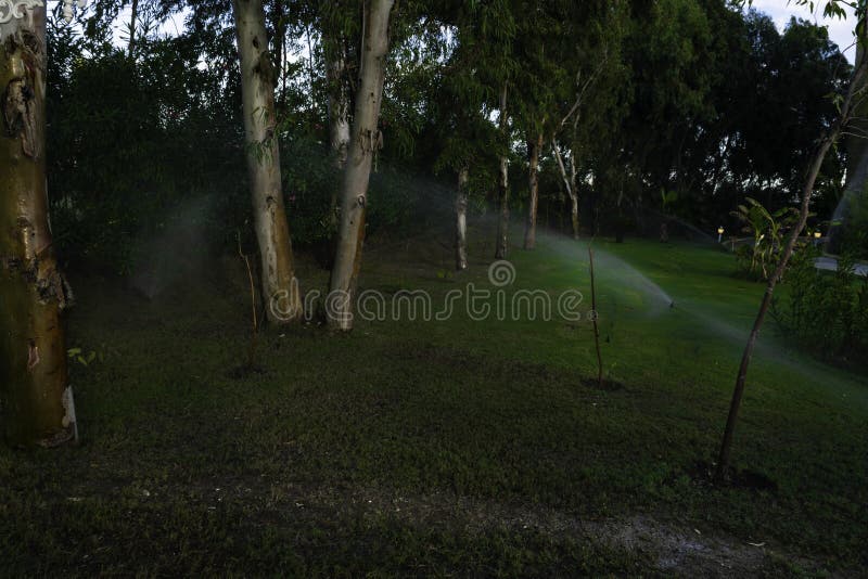Automated Watering System in the Park. Watering Grass, Trees and Shrubs ...